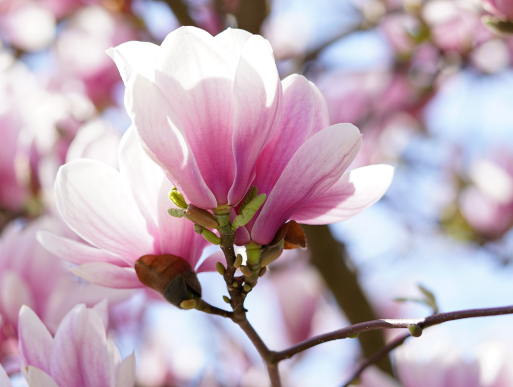 Gardener's Guide to Ericaceous Plants.