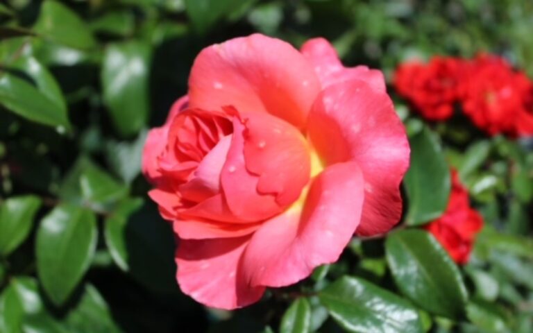 Roses: The Timeless Stars of the Summer Garden - Brick Kiln Garden Centre